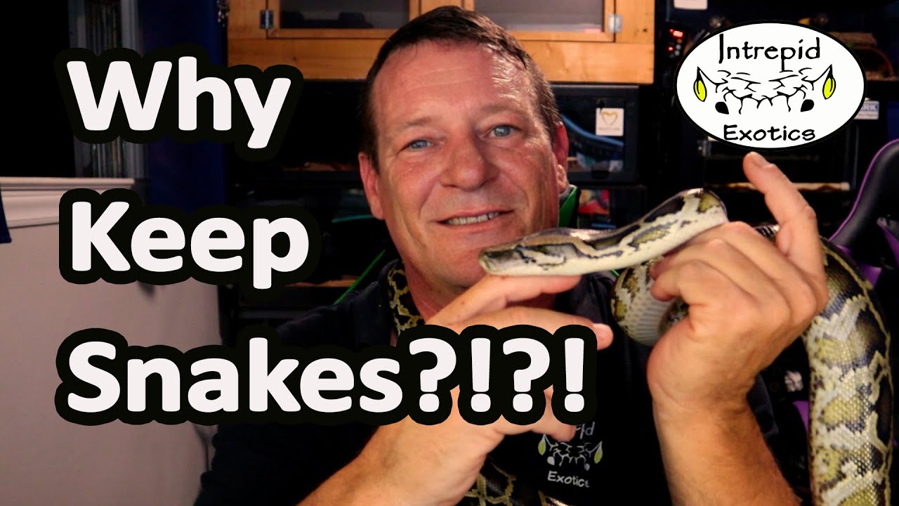 Afraid of Snakes? Here's Why Some People Raise Them As Pets - YouTube