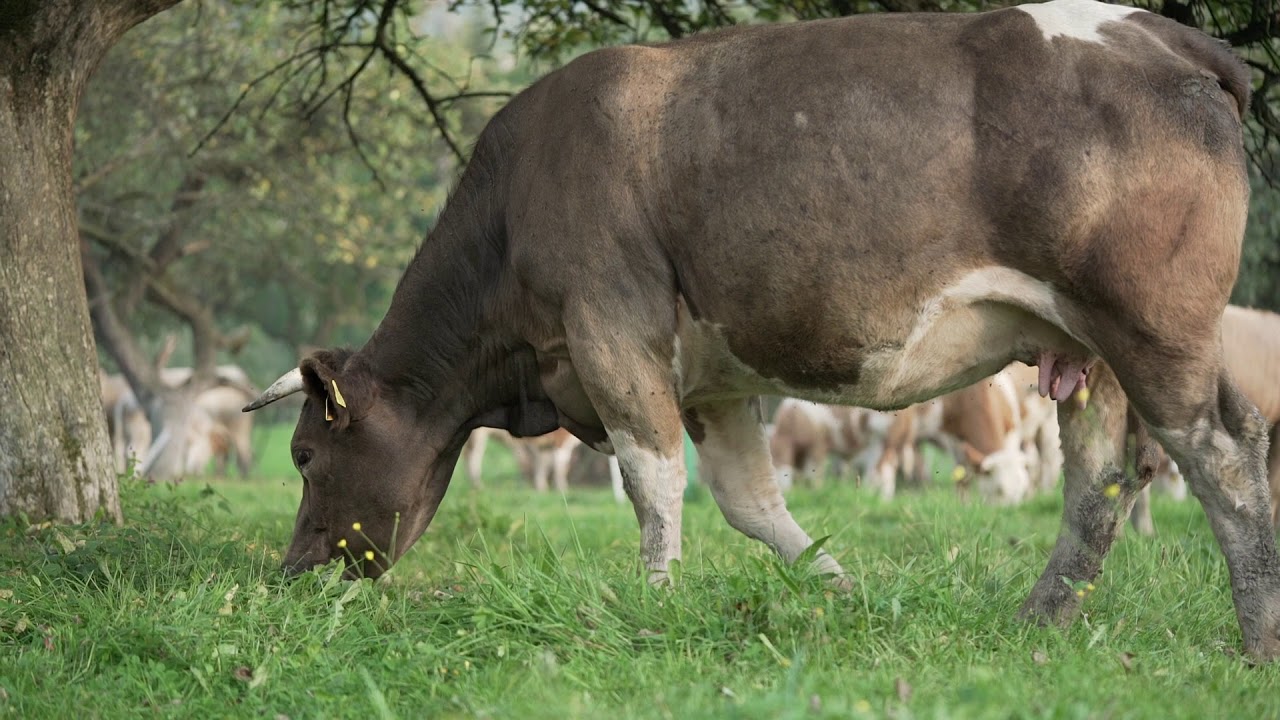 AFINET - Rotational cattle farming in traditional orchard - YouTube