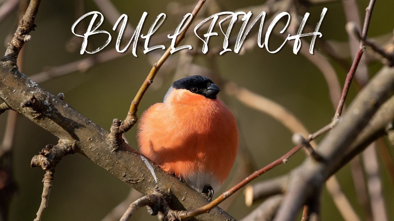 BULLFINCH SOUNDS | BIRDS SOUNDS - YouTube
