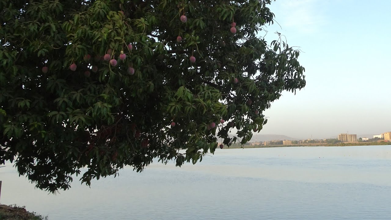 A Mango Tree by the Niger River in Bamako - YouTube