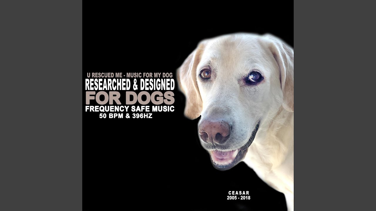 So Dog Gone Cute - YouTube