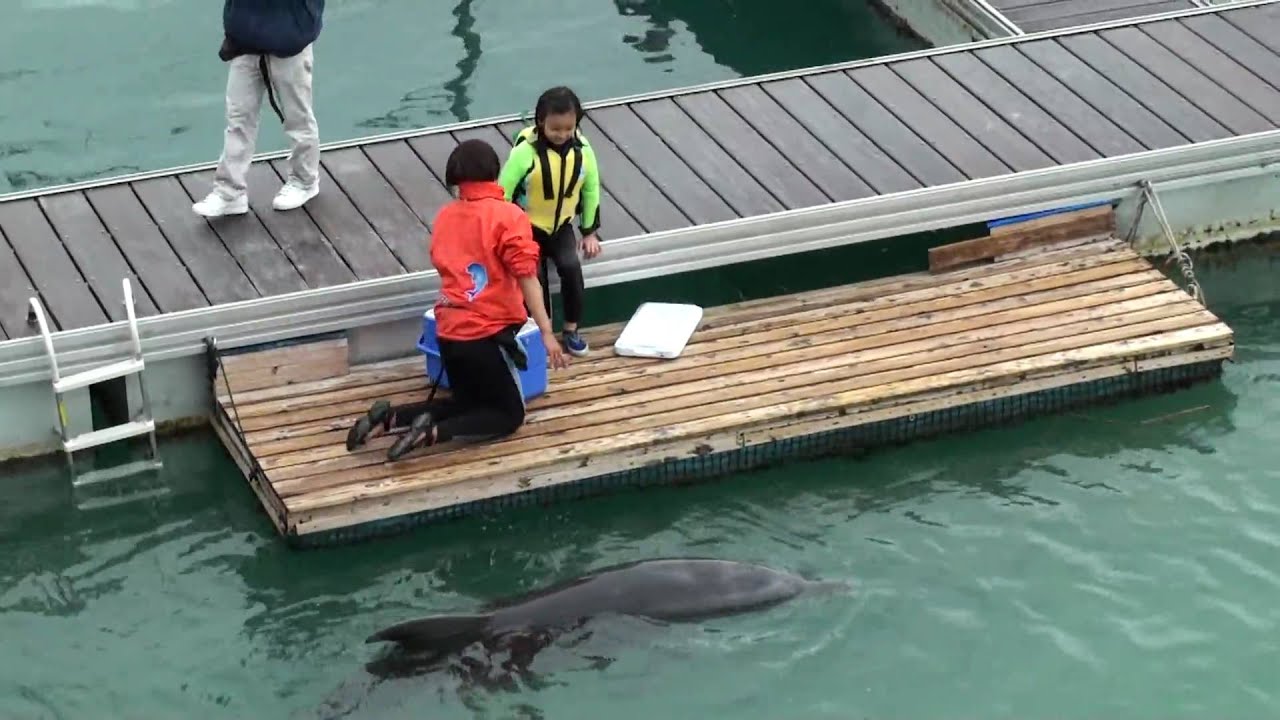 Swimming with Dolphin in OKINAWA - YouTube