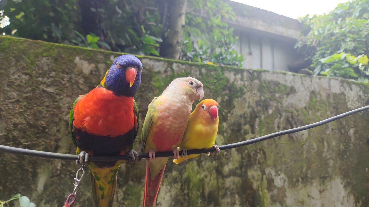 Refresh your Mind with these cute Birds.4k Birds Videos - YouTube