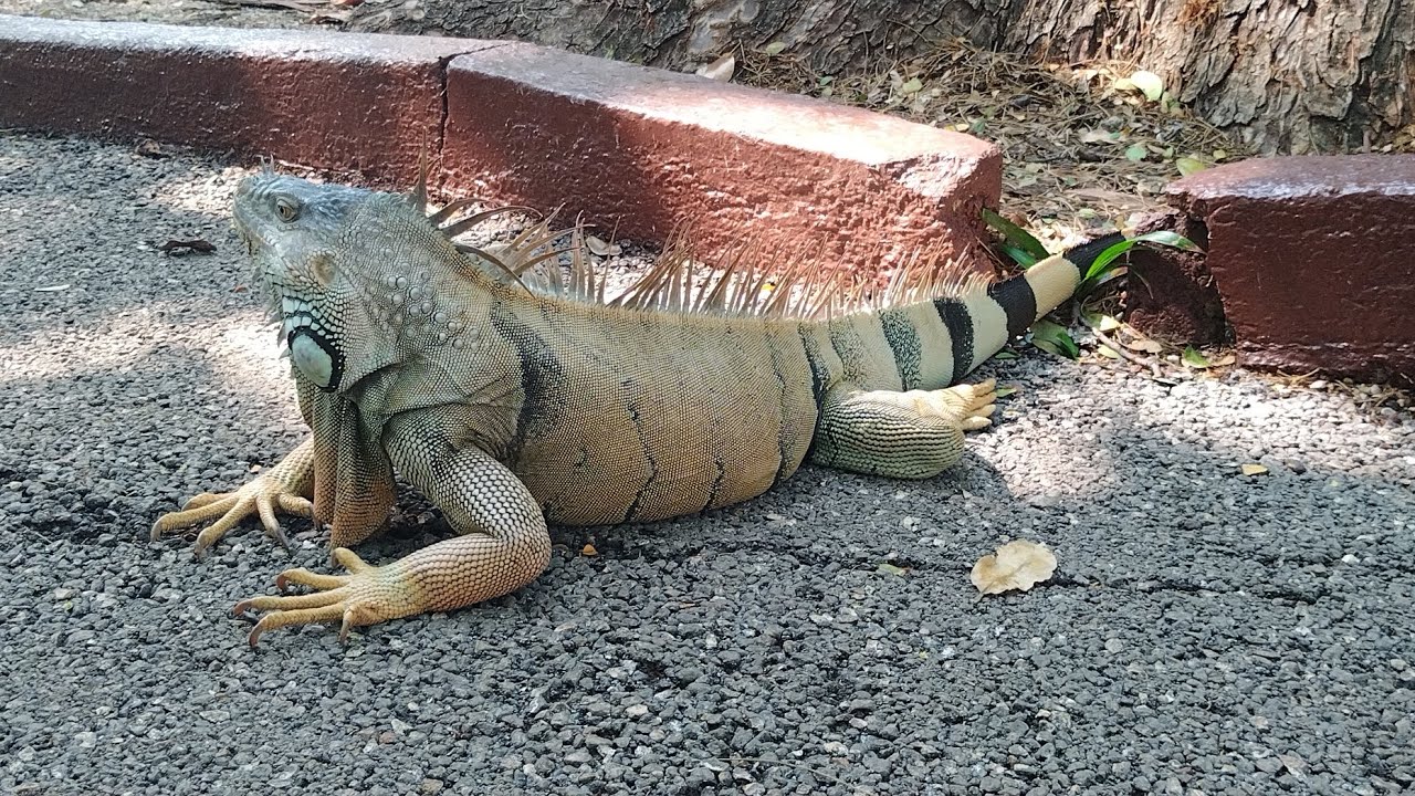 Iguana Centenario Mérida Yucantan 🇲🇽 ☝️ 🏡 📽️ - YouTube