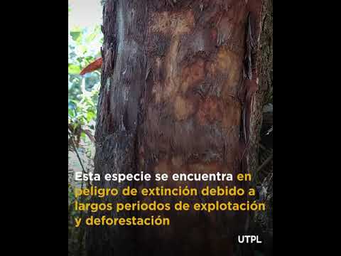 Investigación y conservación de la cascarilla: planta nacional de ...