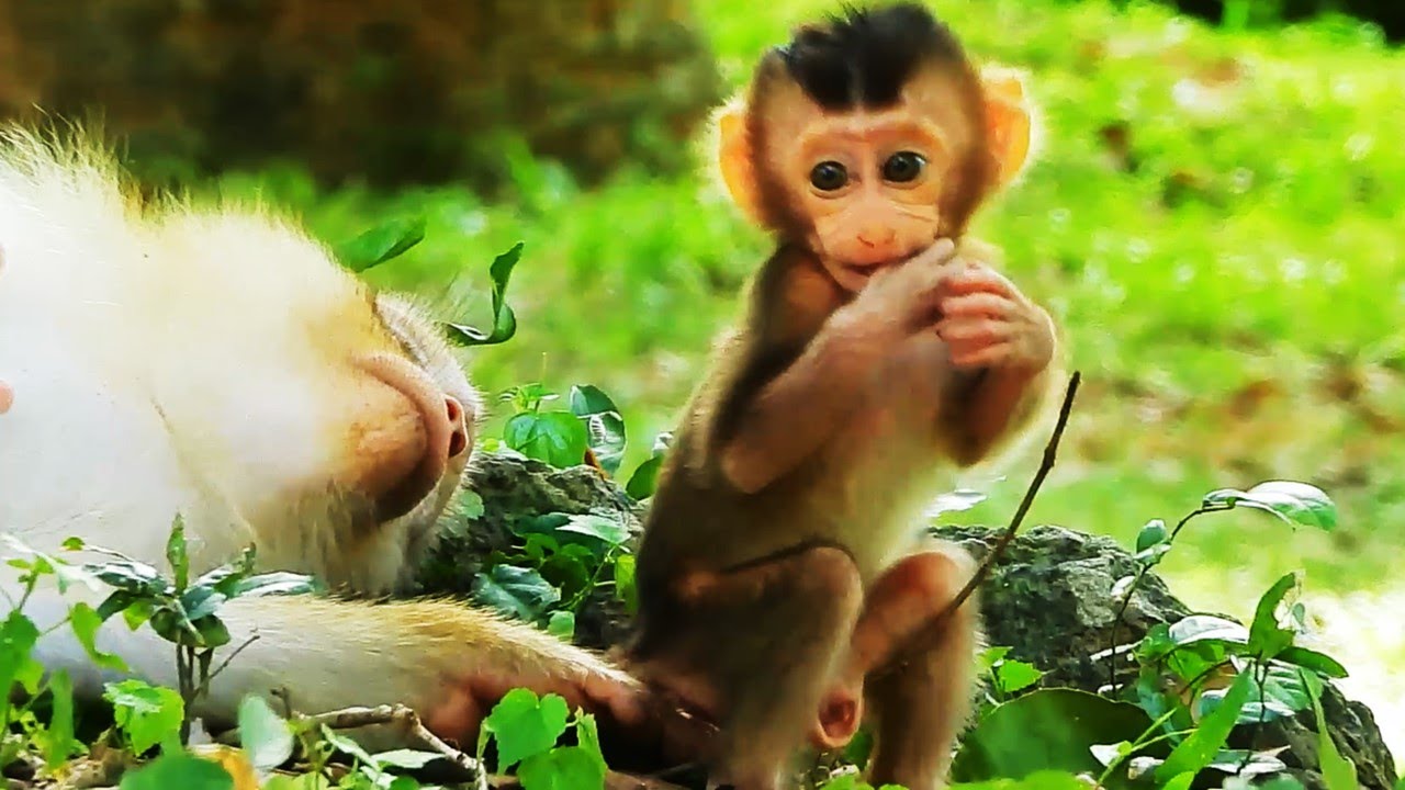 OMG TIME!!! Action Ugly cute baby monkey, baby happy day while mom ...