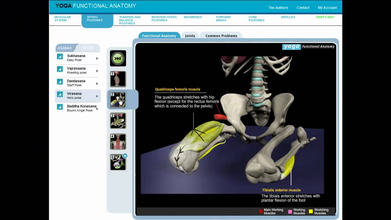 Yoga Functional Anatomy - Demo - YouTube