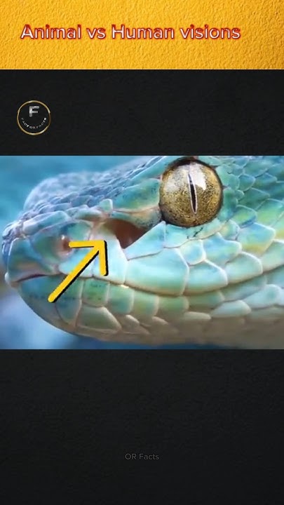 Animal vs Human visions #factorfacts - YouTube