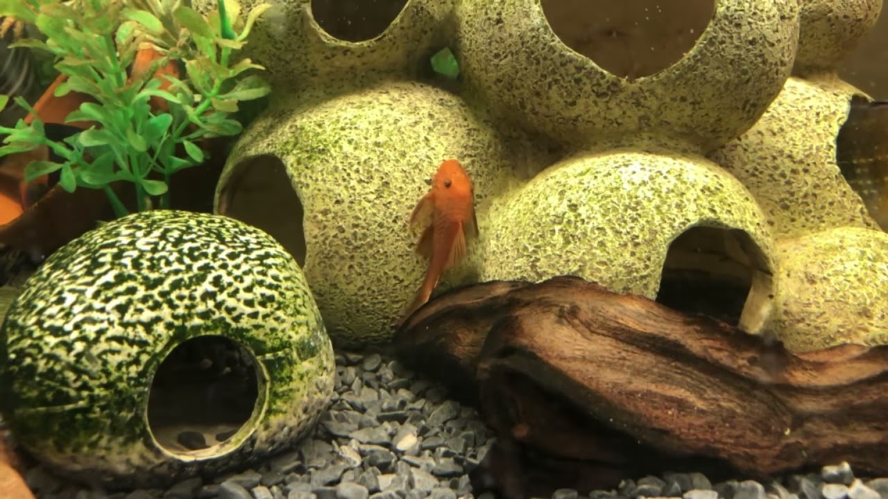 Orange marble bristlenose pleco catfish. - YouTube