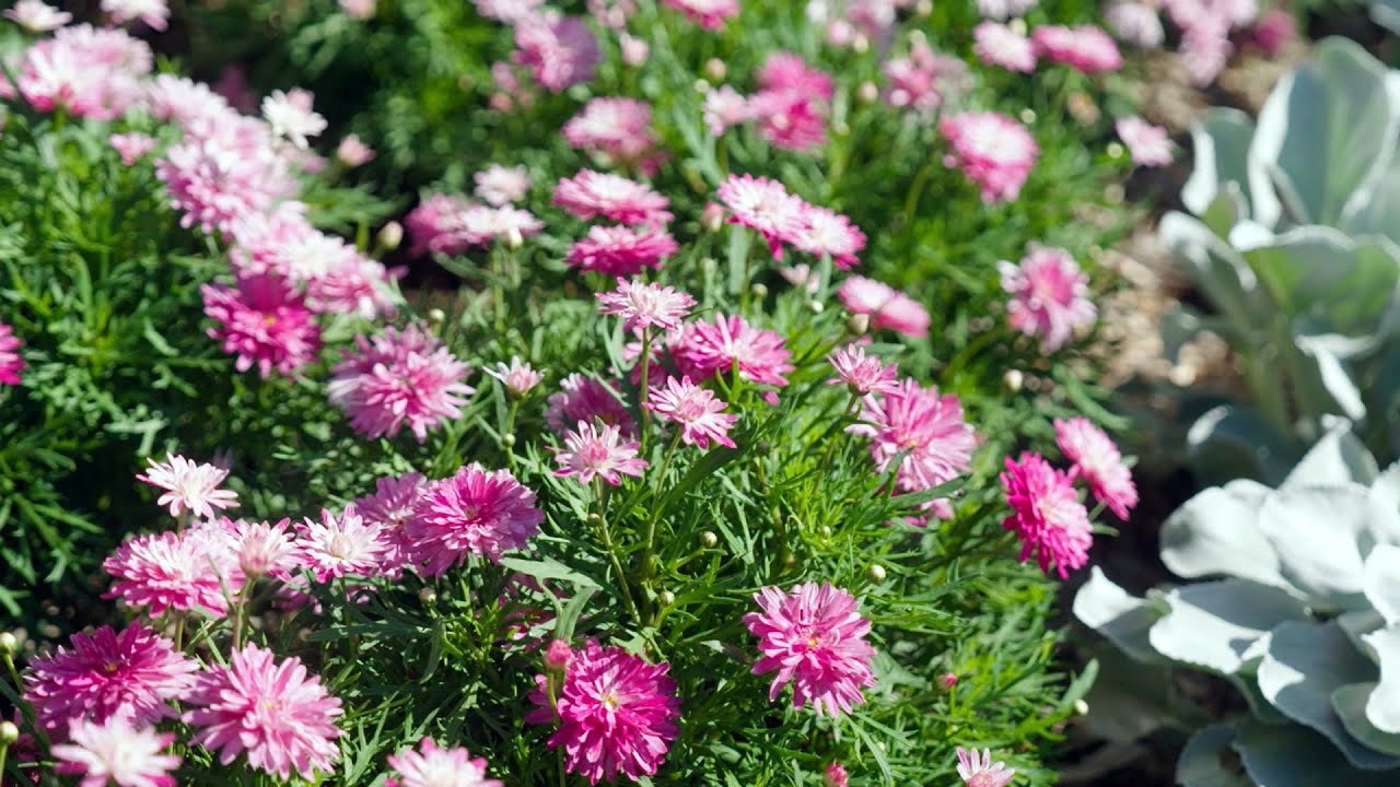 The Garden Gurus - Argyranthemum Colossus Raspberry Ice - YouTube
