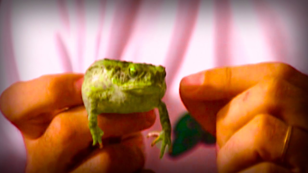 Hallucinogenic Frogs - YouTube