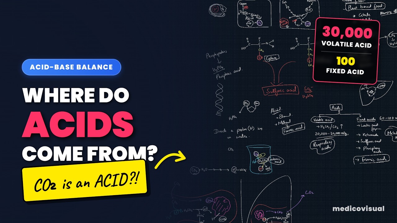 Sources of Acids and Bases in the Body | Acid-Base Balance | Physiology ...
