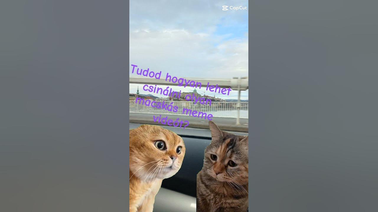 PT:1 macska meme #meme #cat #macskásmeme #macska - YouTube