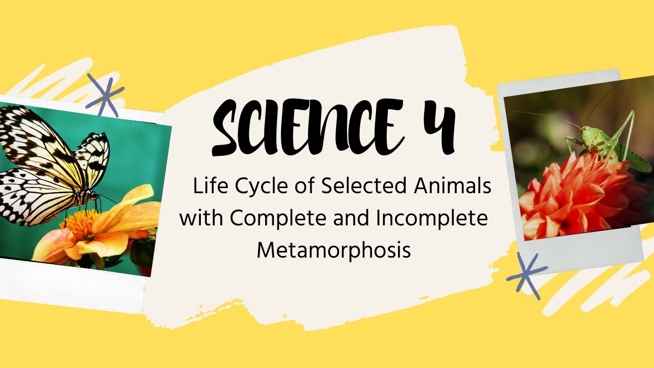 SCIENCE 4 || LIFE CYCLE OF SELECTED ANIMALS WITH COMPLETE AND ...