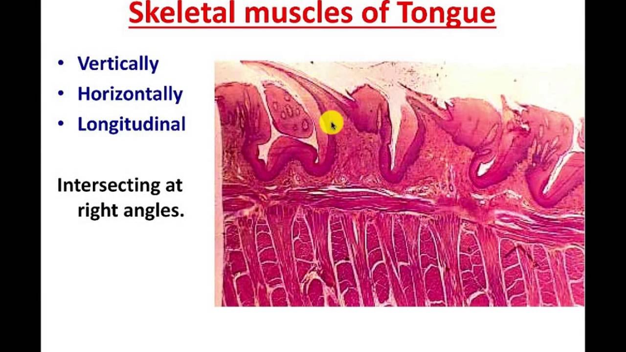 Lip and Tongue Data Show 2017 - YouTube