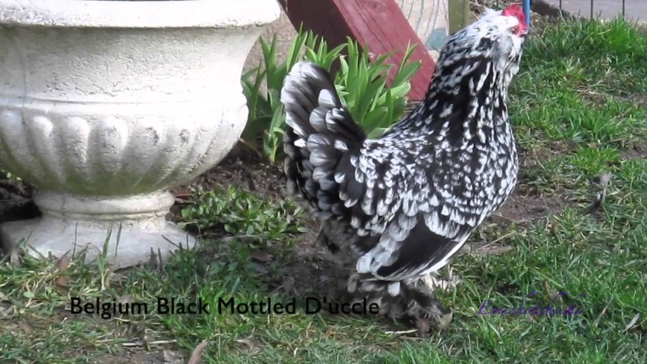Belgium Black Mottled D'uccle - YouTube