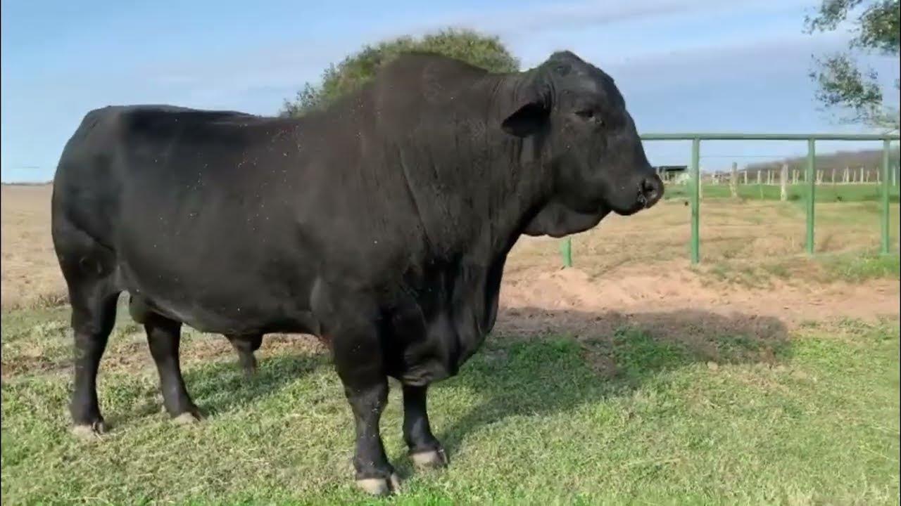 Ganado BRANGUS🏆 The BEST Animals in the WORLD - YouTube