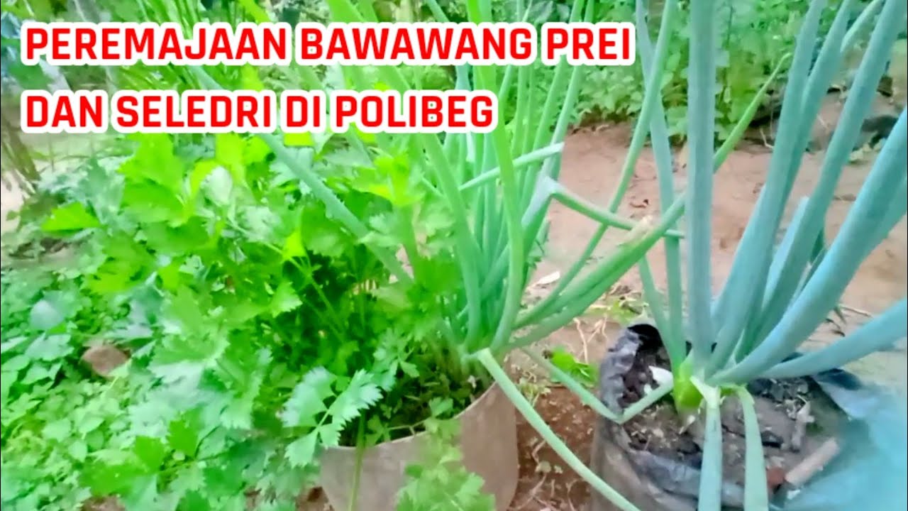 peremajaan tanaman bawang prei dan seladri - YouTube
