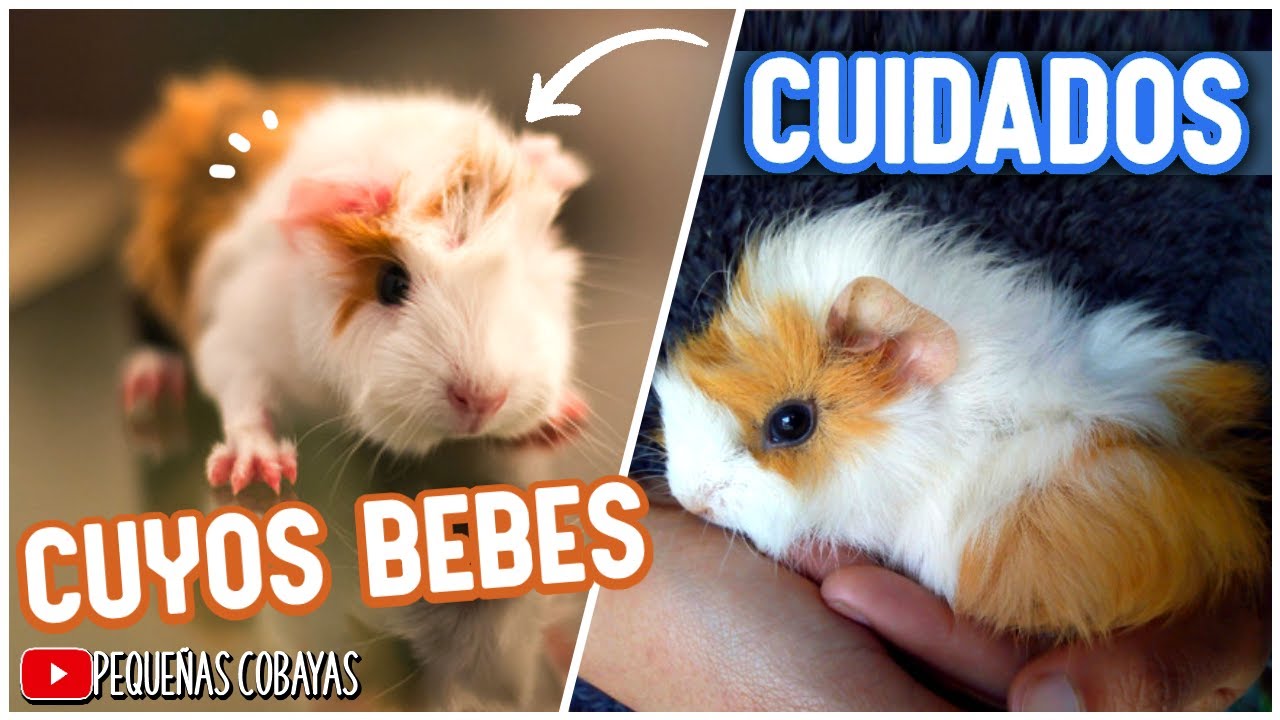 Que Comen Los Cuyos Donde Viven Como Nacen