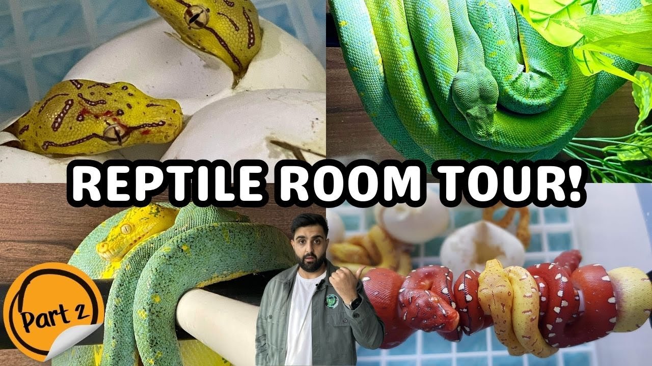 EXCLUSIVE REPTILE ROOM TOUR PART 2 | Establishing Green Tree Python ...