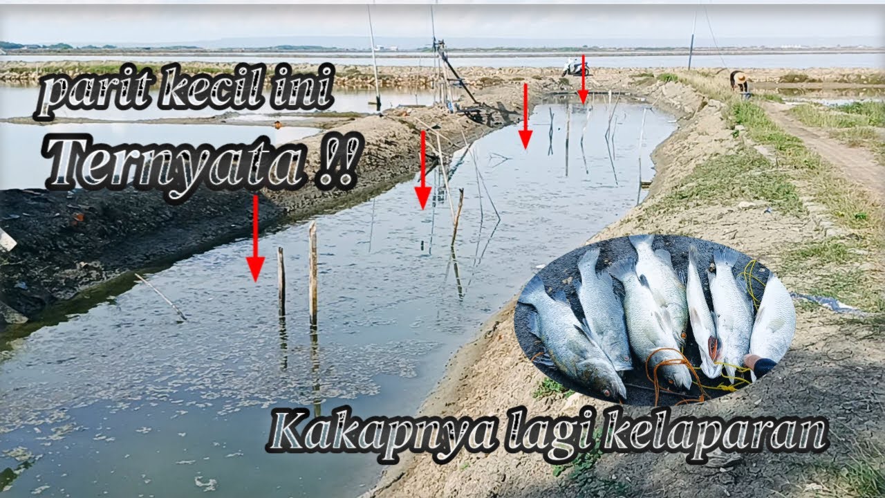 Parit kecil paling edan!! Kakapnya kelaparan semua - YouTube
