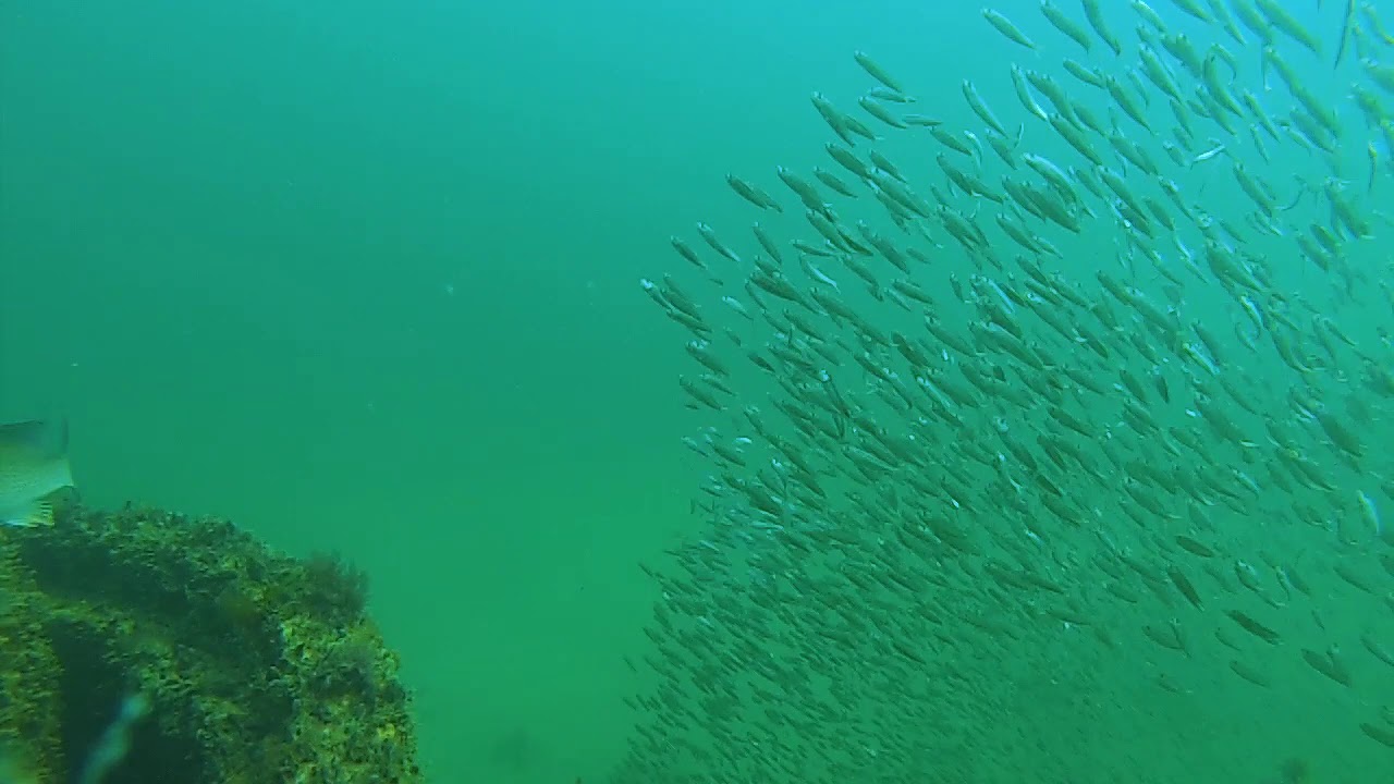 Beauty Underwater at Bendickson Reef - YouTube