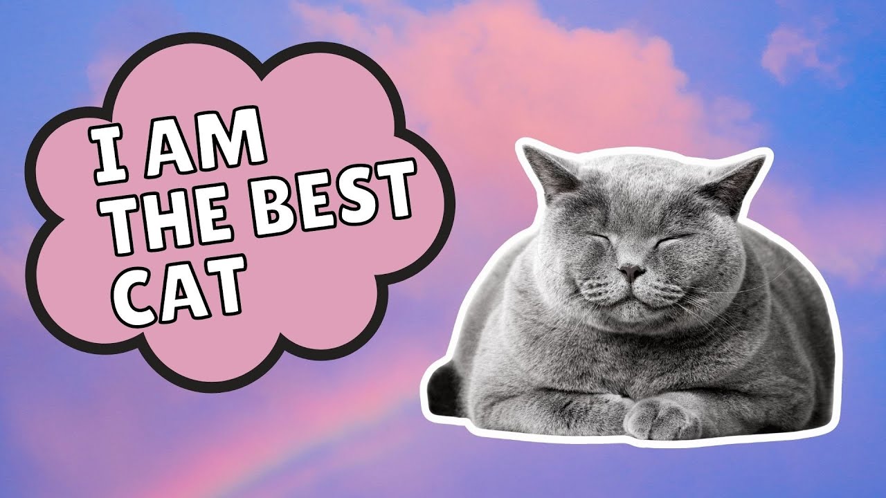 Positive Affirmations For Cats | I AM THE BEST CAT - YouTube