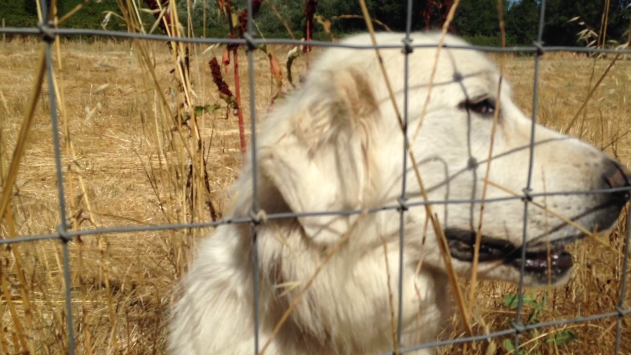 Dog guarding chickens - YouTube