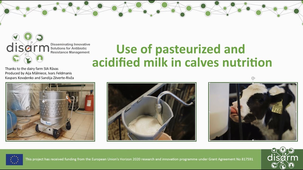 Use of pasteurized and acidified milk in calves nutrition - YouTube