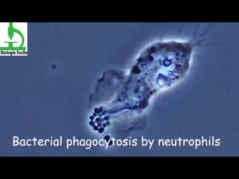 Amazing video : Bacterial Phagocytosis by Macrophages and Neutrophils ...