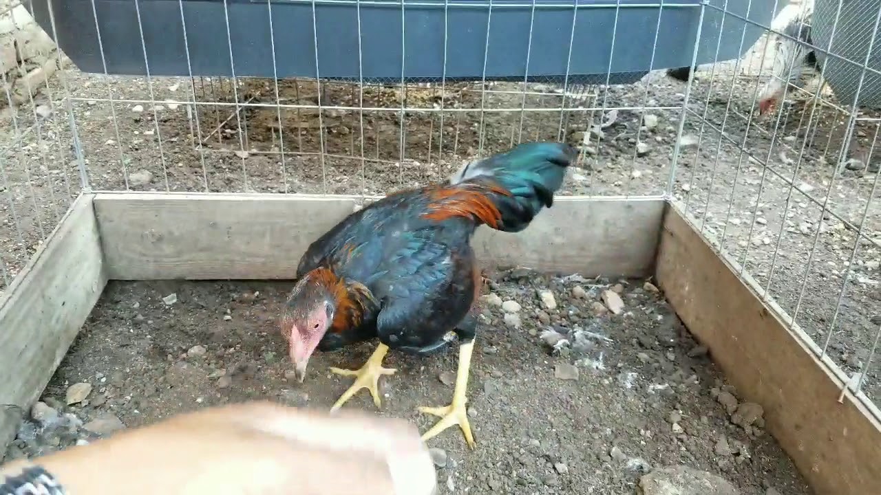 MIS ASILES Y CRUZAS CON ASIL COBRA - YouTube