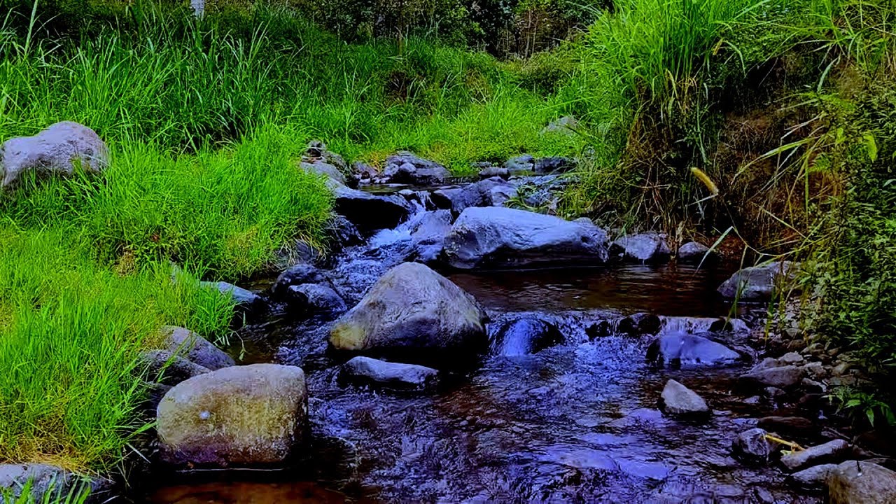 Small clear stream flowing in the deep forest, wild birds chirping, a ...