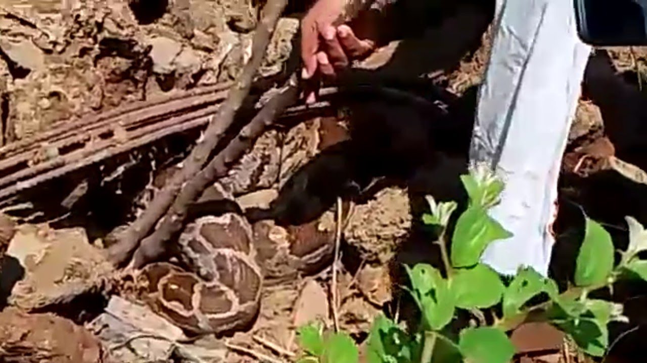 हमीरपुर में अजगर मिलने से लोगो में मचा हड़कंप।वन विभाग की टीम ने ...