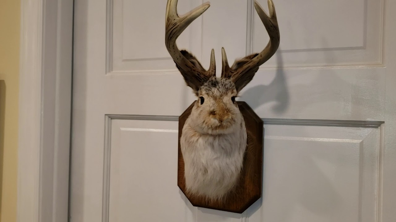 The Legend of the Jackalope - YouTube