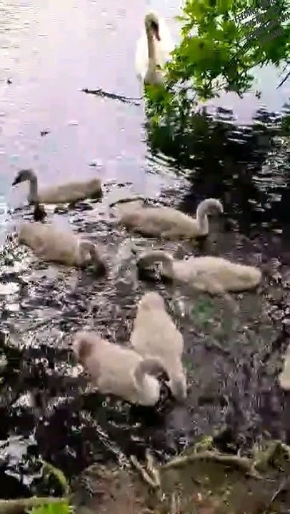 Feeding cute adorable swans babies cygnets nature video - YouTube