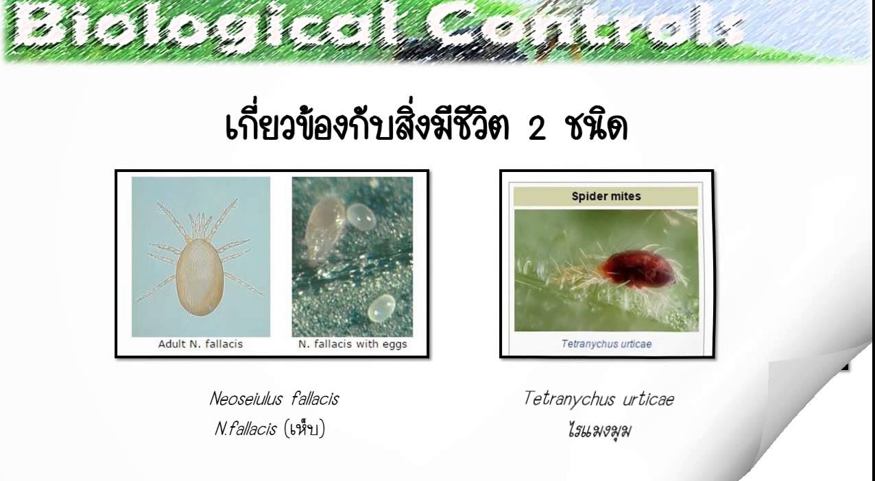 Neoseiulus fallacis as a potential biological control agent for spider ...