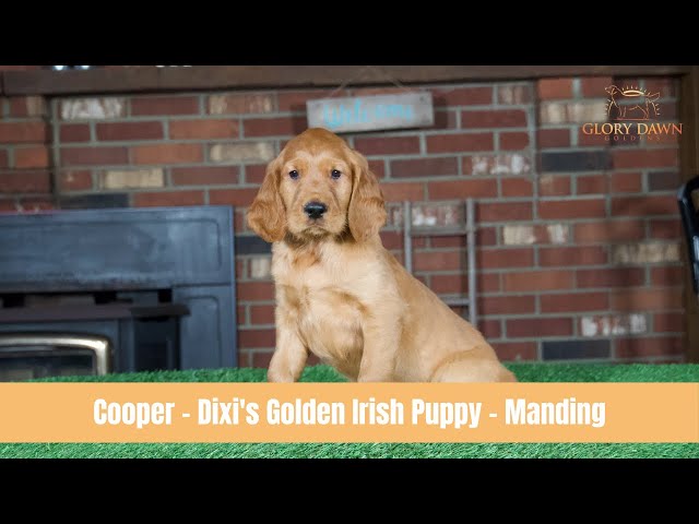 Irish Cooper The Golden Irish Terrier Dog Breed Information And