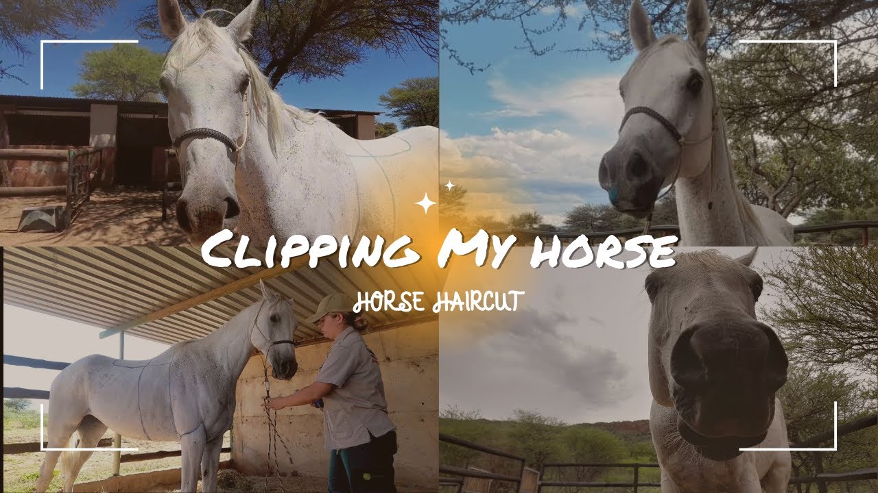 Horse Haircut - Clipping my horse! - YouTube