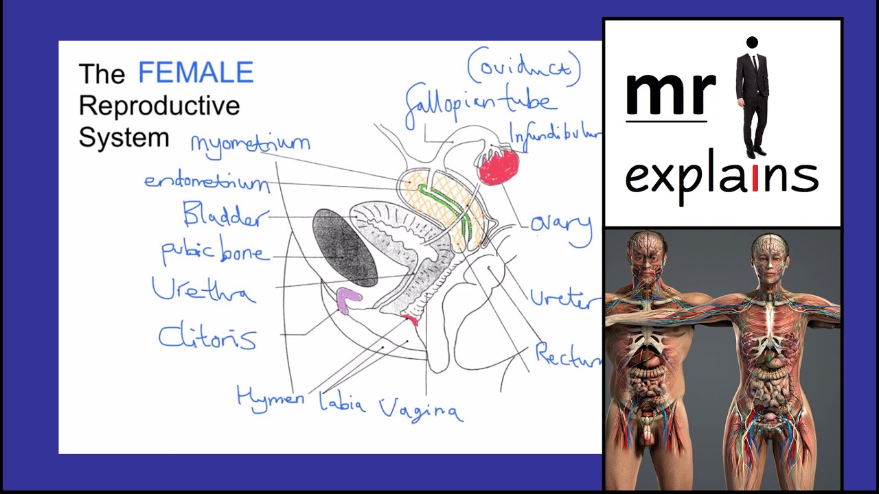 mr i explains: The Female Reproductive System (KS5) - YouTube