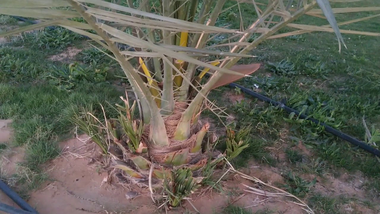 Saudi khejur in Bangladesh .Saudi date in bangladesh.saudi khejur bagan ...