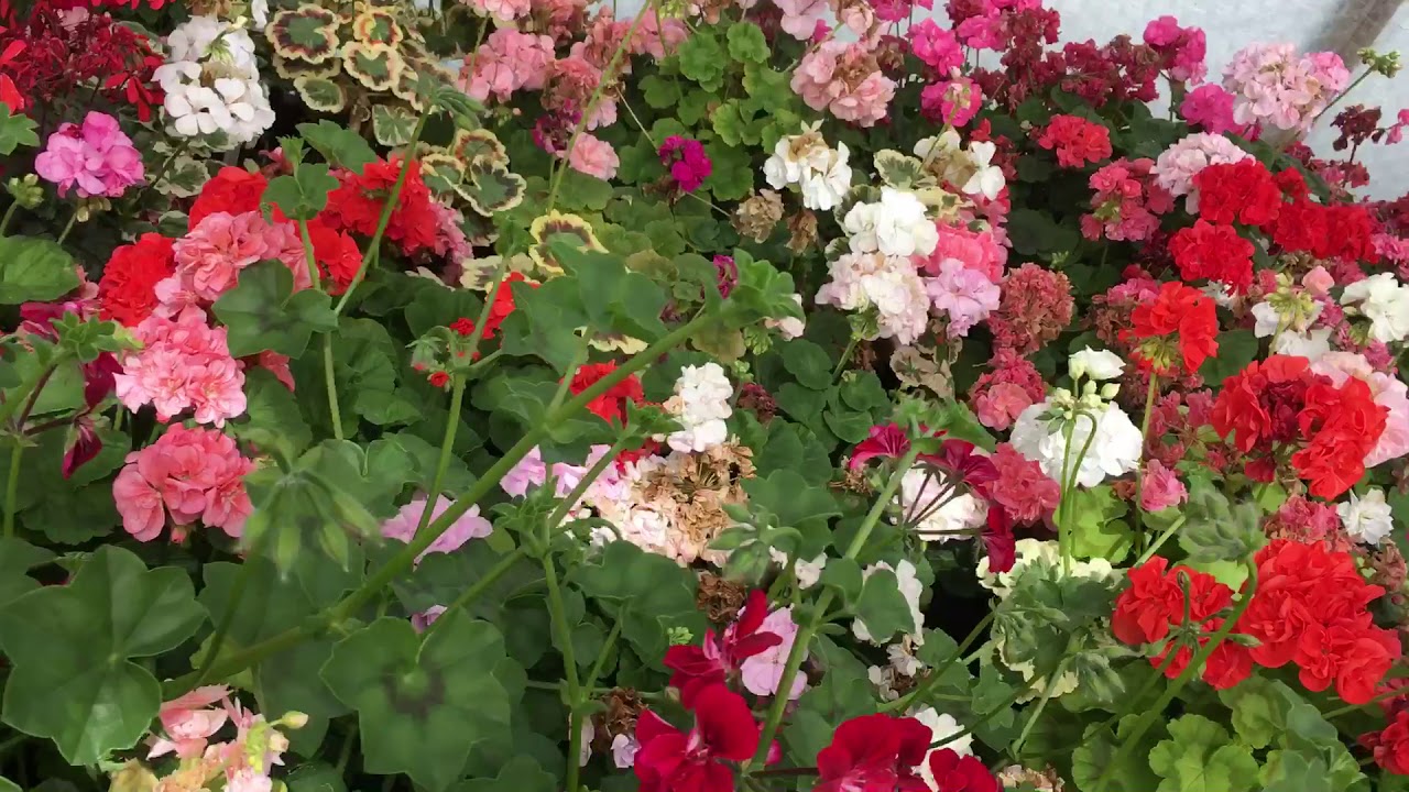 Pelargonijos - YouTube