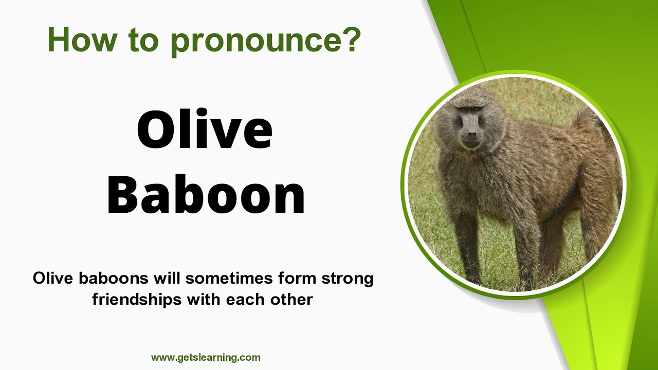 How to pronounce (Olive Baboon) in English correctly - YouTube