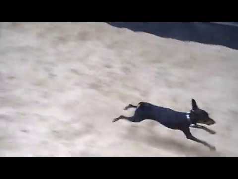Minpin running fast - YouTube