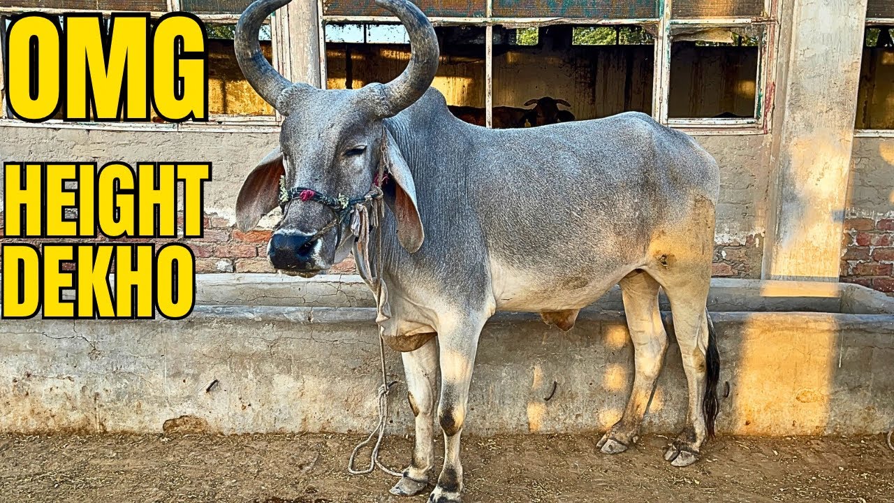 The Biggest Bull ASMR - Relaxing Animal Sounds for Ultimate Stress ...