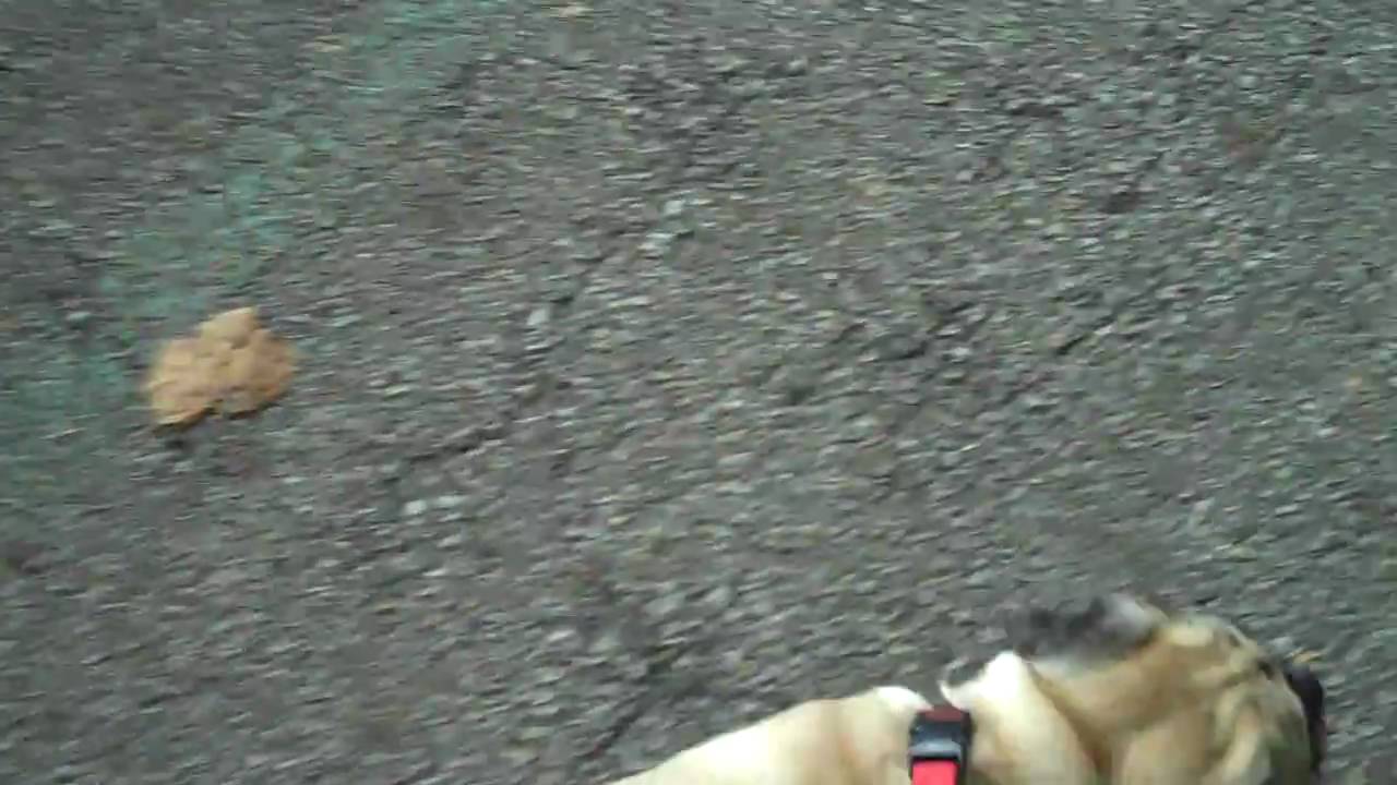 How to Raise Happy & Healthy Pugs & Puggles: Day 2 Summer H - YouTube