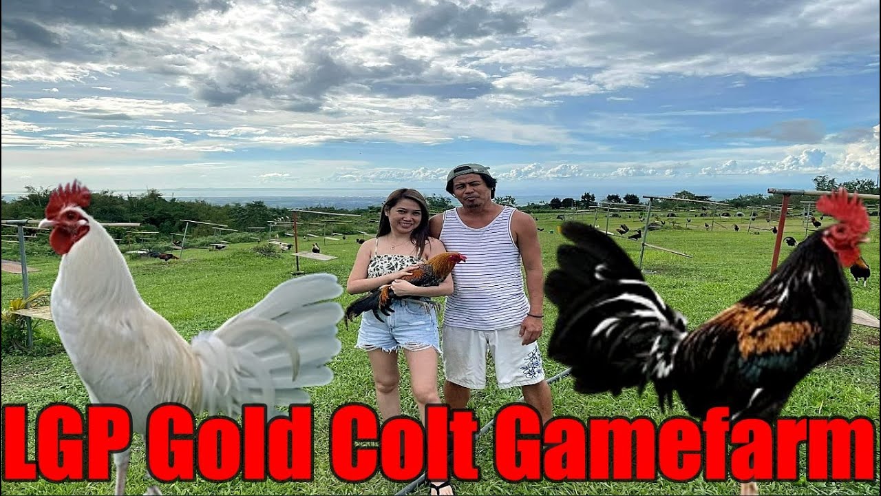 Lets Visit The Farm Of LGP Gold Colt Gamefarm - YouTube