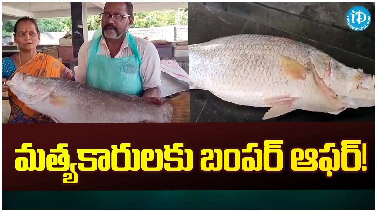 Pandugappa Fish : చేపల వేటలో 15కేజీల పండుగప్ప | Fishermans | Godavari ...