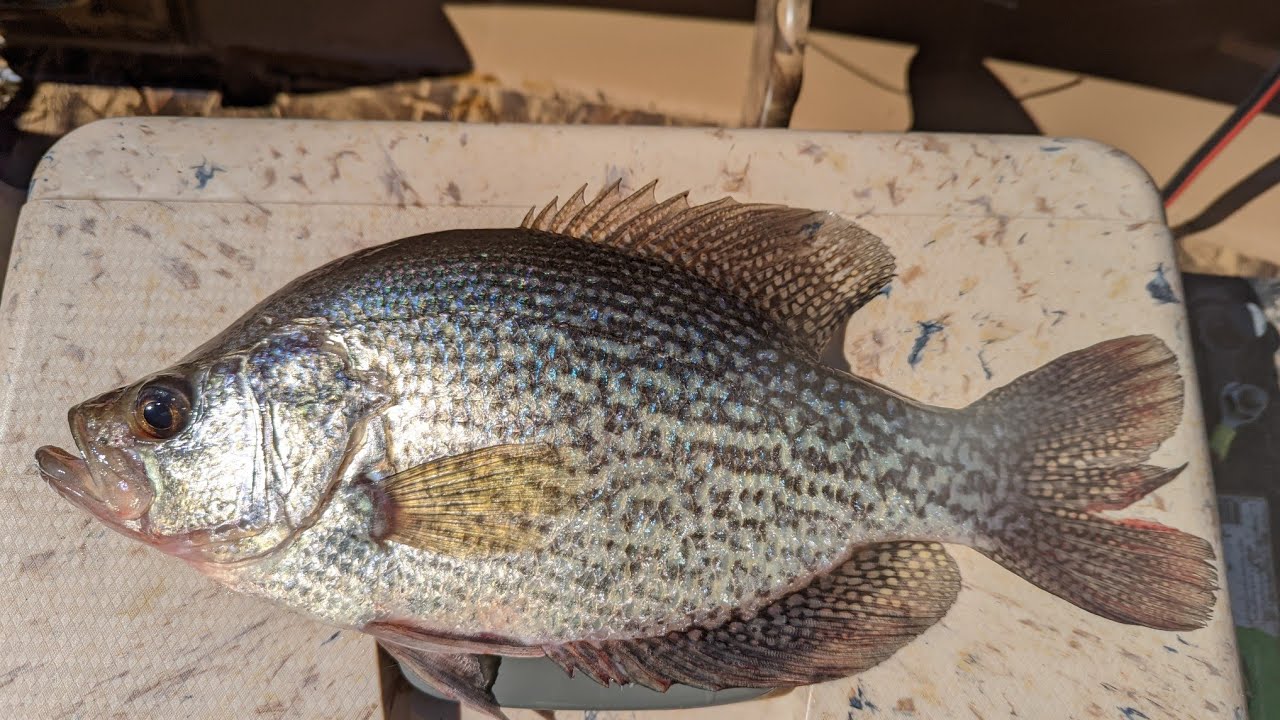 WOW !!! Catching a Few Slab Crappie in S.C - YouTube