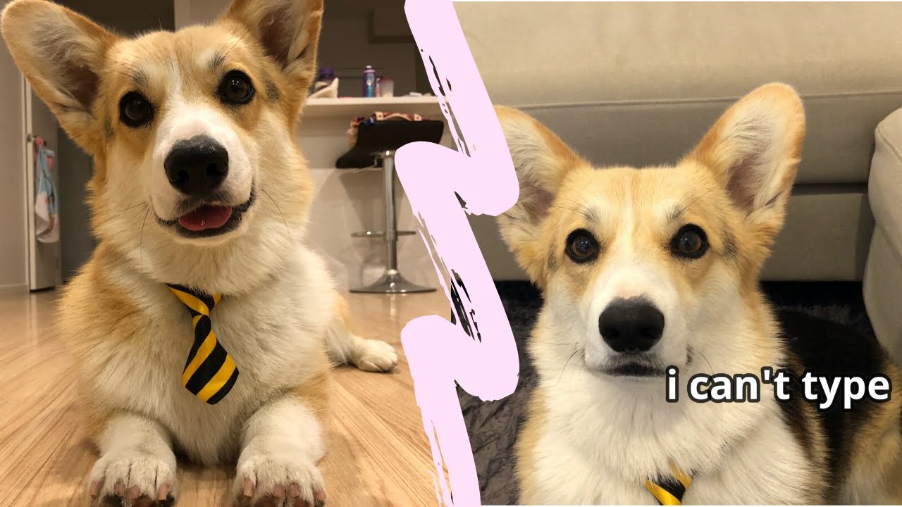 My Corgi is Working from Home - YouTube
