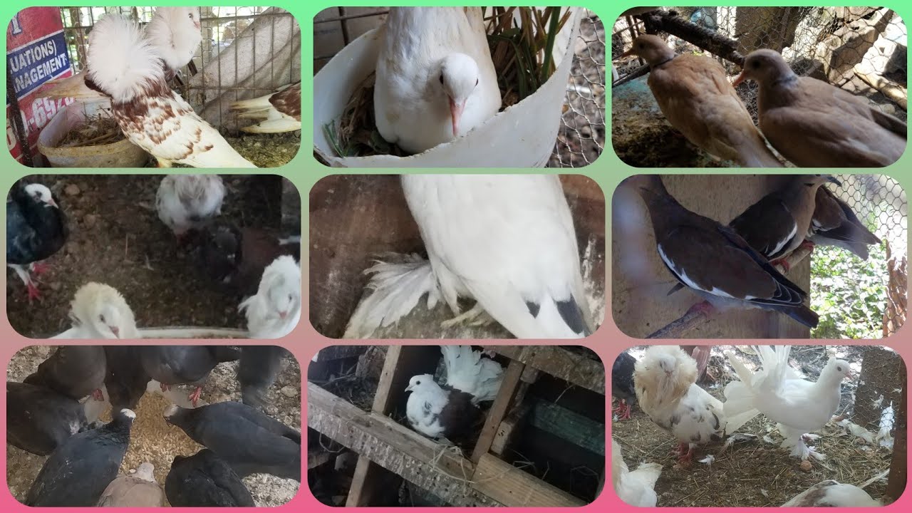 ring neck doves/ spotted doves/ coral doves/ white crown pigeons/top ...